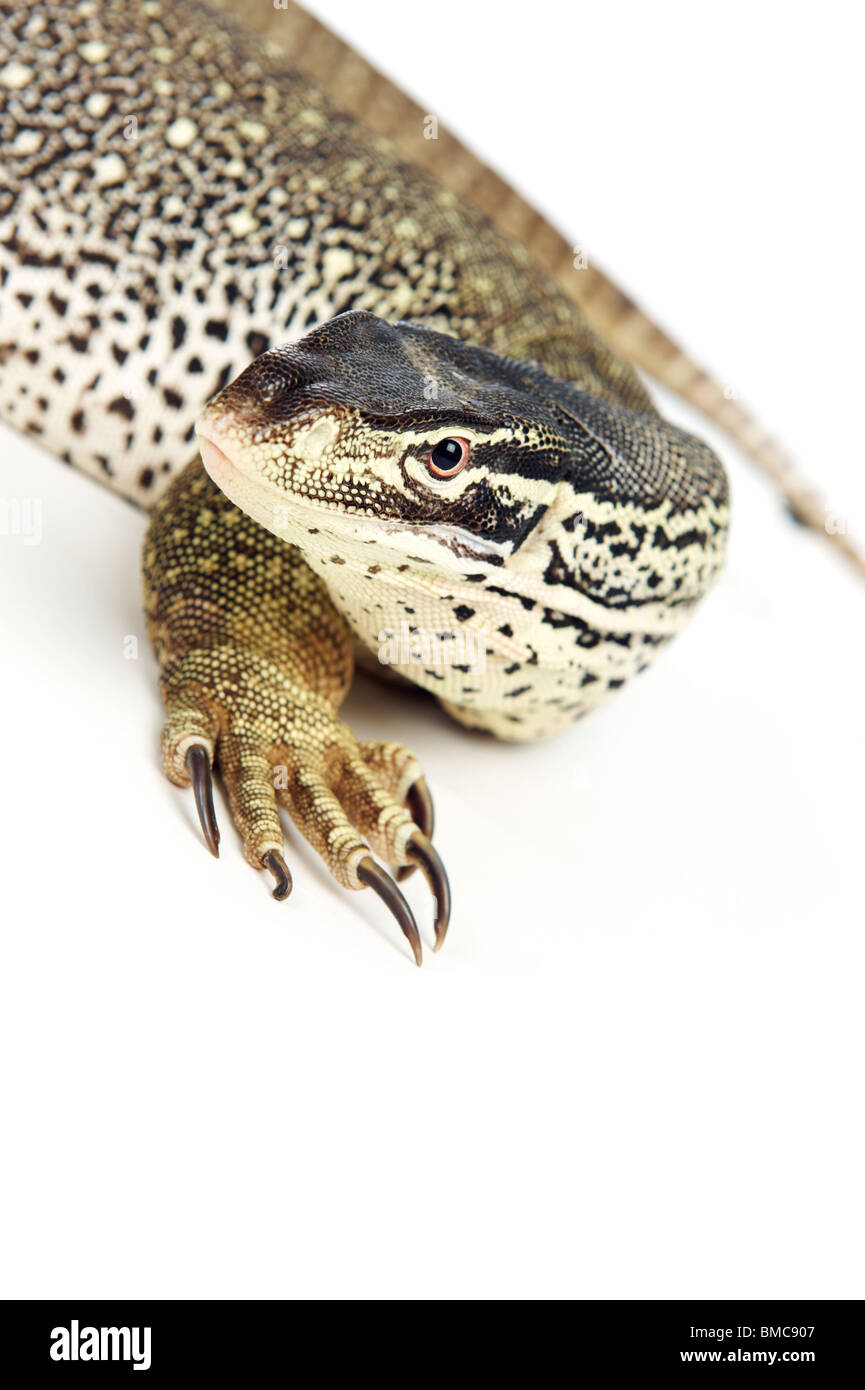 Yellow spotted monitor lizards hi-res stock photography and images - Alamy