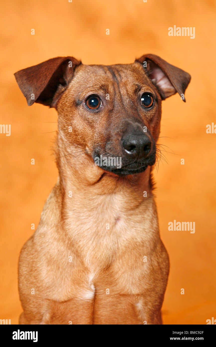 Brauner mischling hi-res stock photography and images - Alamy