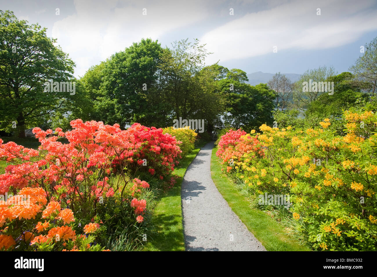 Azaleas flowering in the garden of Brantwood House, the home of John ...