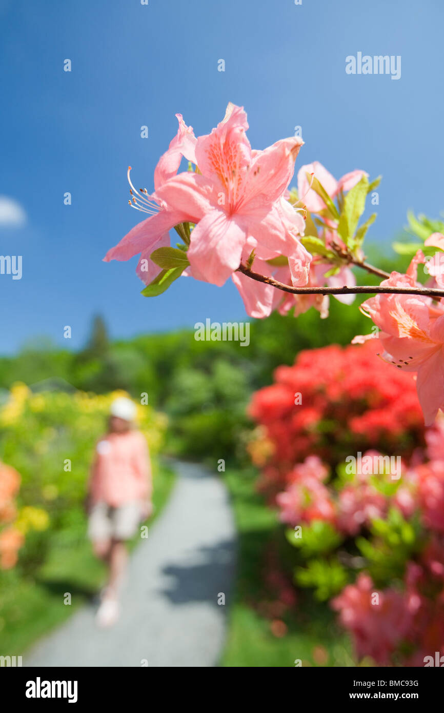 Azaleas flowering in the garden of Brantwood House, the home of John ...