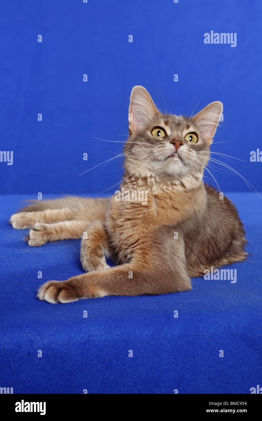 blaue Somali / blue Somali Stock Photo - Alamy