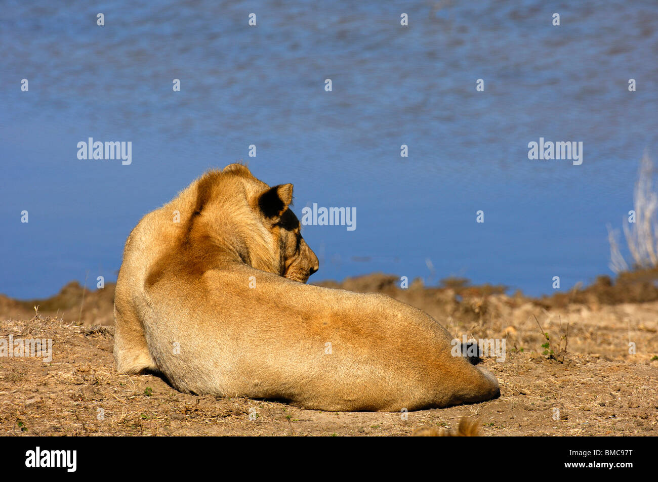 Young lion lying in wait for prey at a waterhole, Madikwe Game Reserve ...