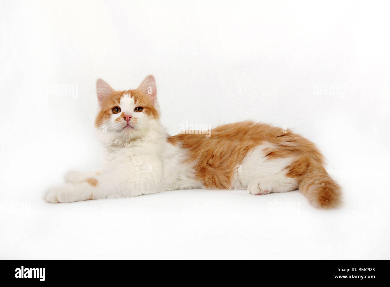 liegende Sibirische Katze / lying Siberian Cat Stock Photo - Alamy