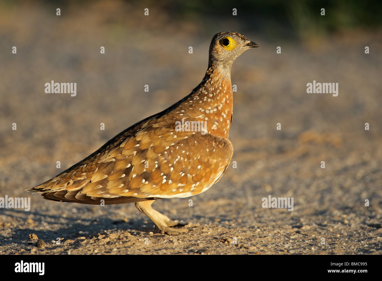 Spotted or Burchell's sandgrouse (Pterocles burchelli), Kalahari desert ...