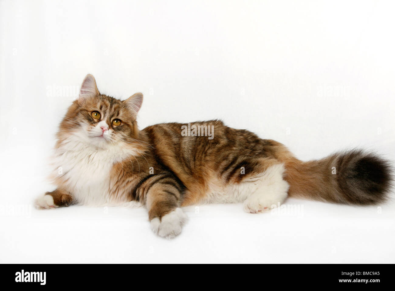 liegende Sibirische Katze / lying Siberian Cat Stock Photo - Alamy