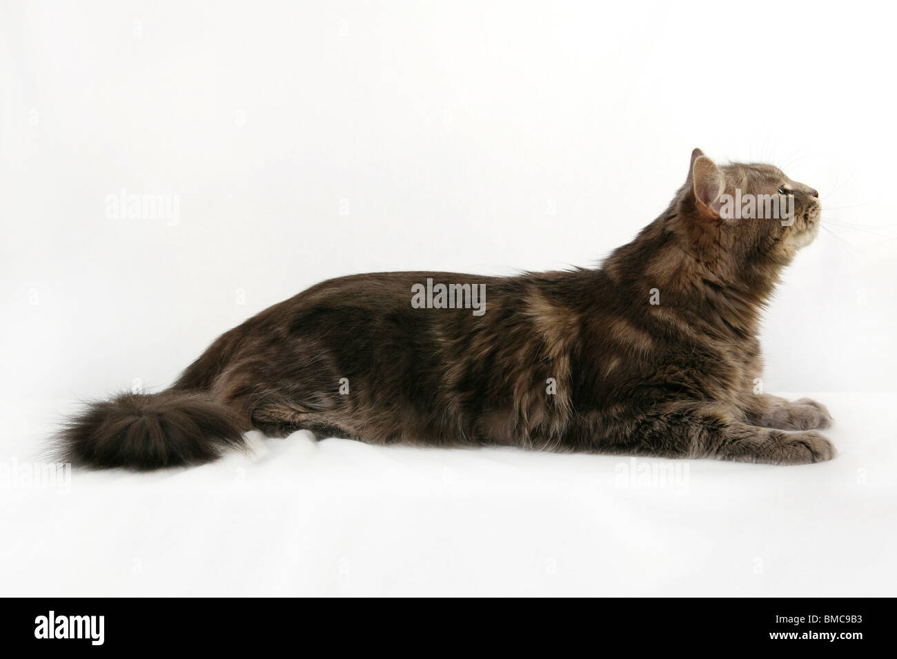 liegende Sibirische Katze / lying Siberian Cat Stock Photo - Alamy