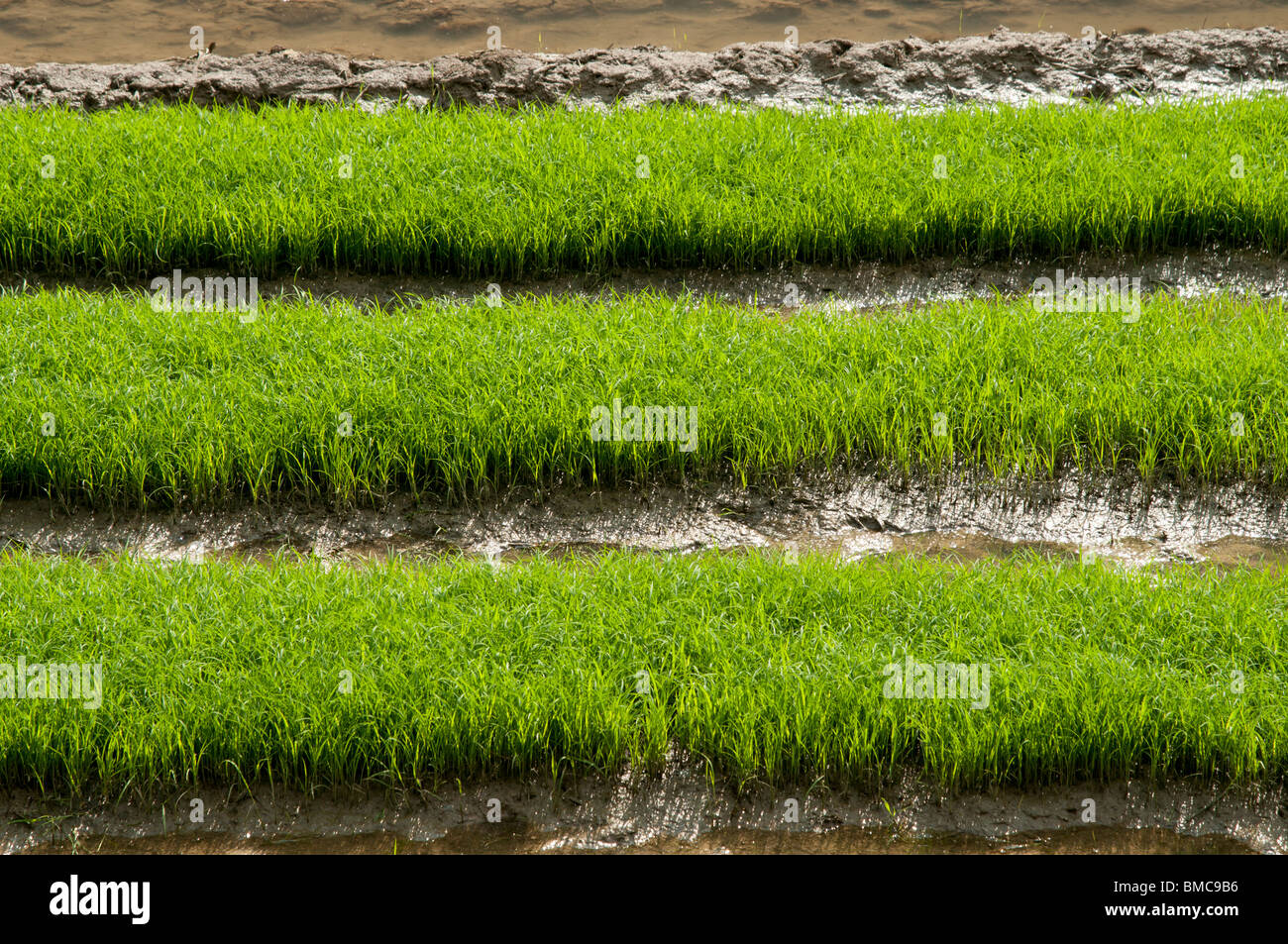 Strips of rice shoots in Muang Ngoi Laos Stock Photo - Alamy