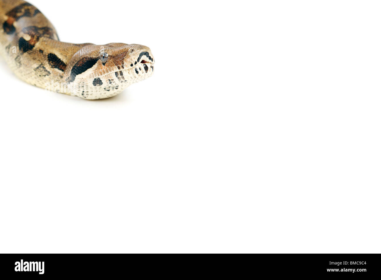 Boa constrictor snake on White Background Stock Photo - Alamy