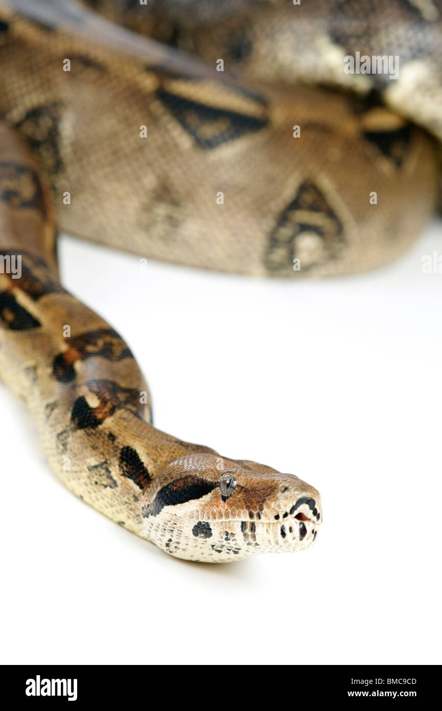 Boa constrictor snake on White Background Stock Photo - Alamy