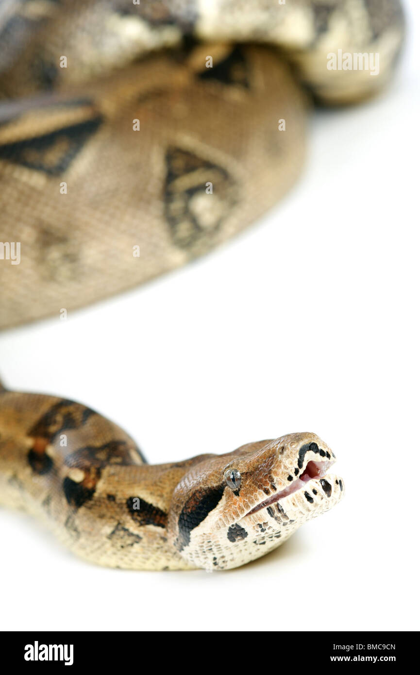 Boa constrictor snake on White Background Stock Photo - Alamy