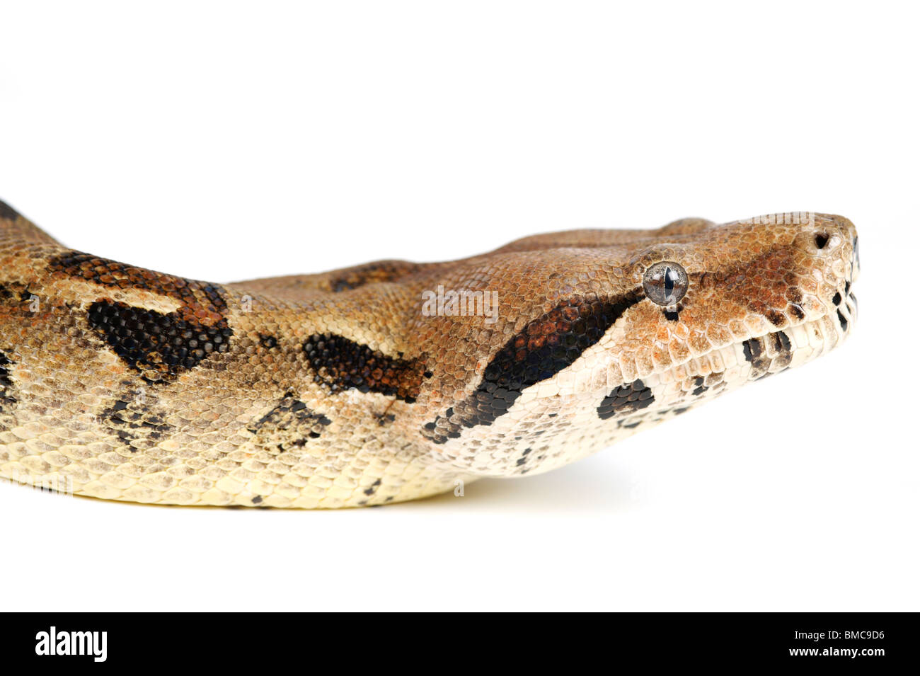 Boa constrictor snake on White Background Stock Photo - Alamy