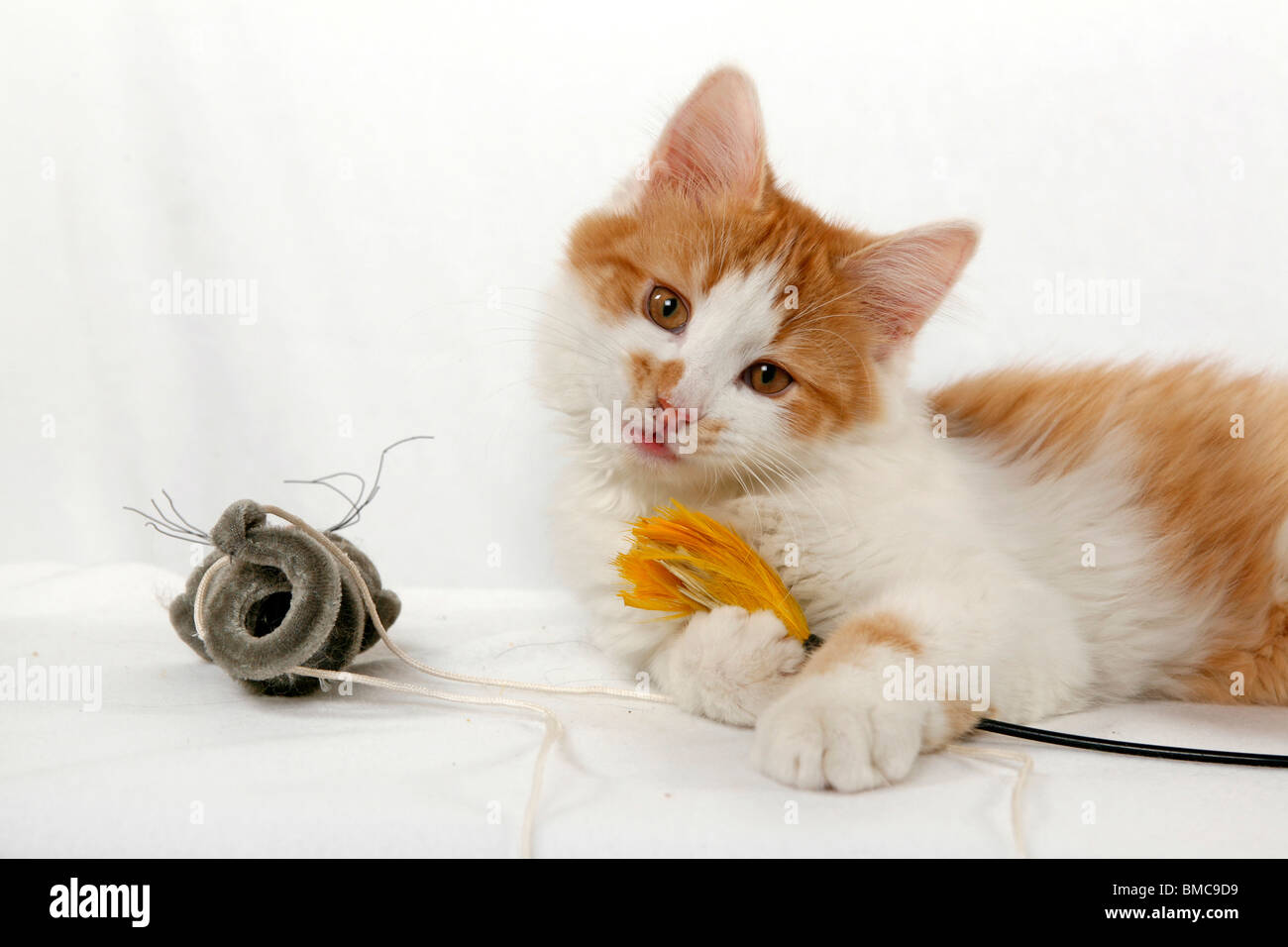 liegende Sibirische Katze / lying Siberian Cat Stock Photo - Alamy