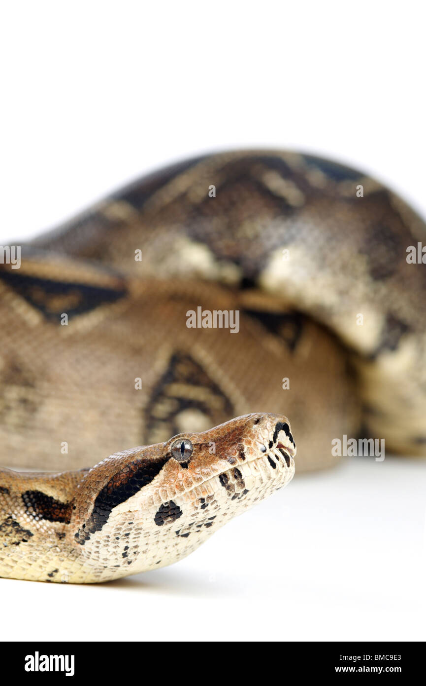 Boa constrictor snake on White Background Stock Photo - Alamy