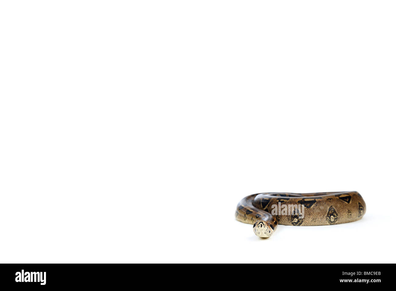 Boa constrictor snake on White Background Stock Photo - Alamy