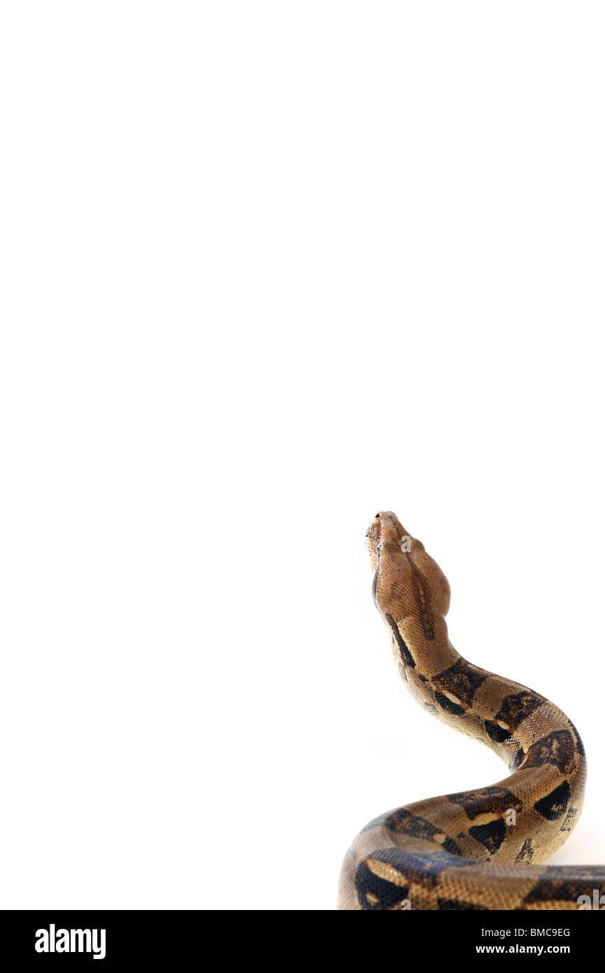 Boa constrictor snake on White Background Stock Photo - Alamy