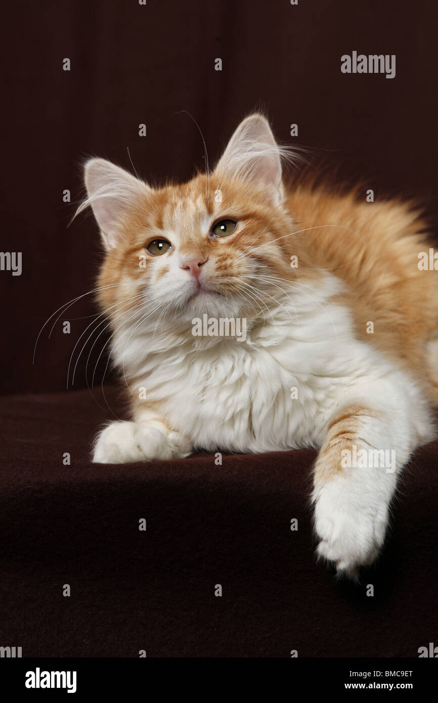 liegende Sibirische Katze / lying Siberian Cat Stock Photo - Alamy