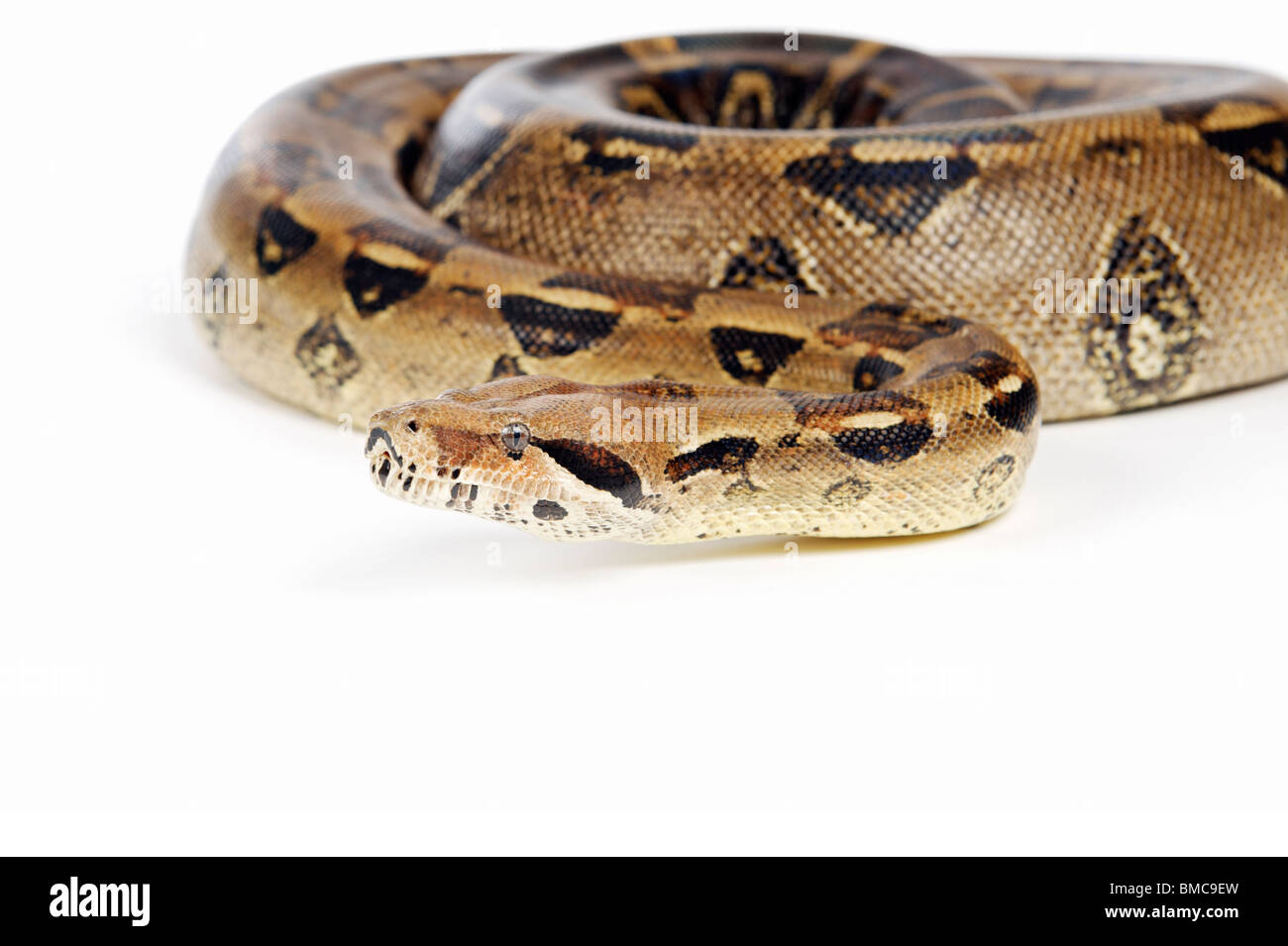 Boa constrictor snake on White Background Stock Photo - Alamy