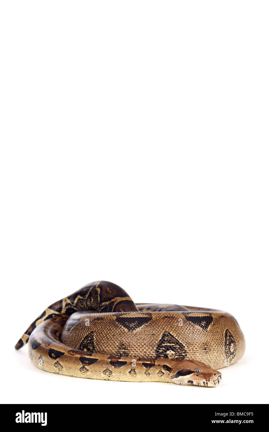 Ominous python Cut Out Stock Images & Pictures - Alamy