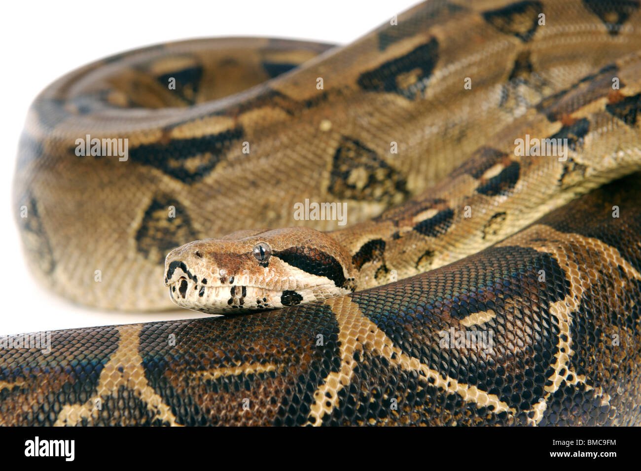 Boa constrictor snake on White Background Stock Photo - Alamy