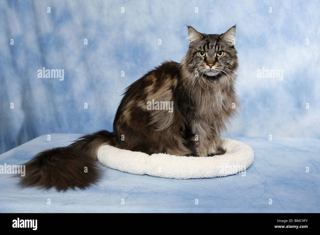 sitzende Maine Coon / sitting Maine Coon Stock Photo - Alamy