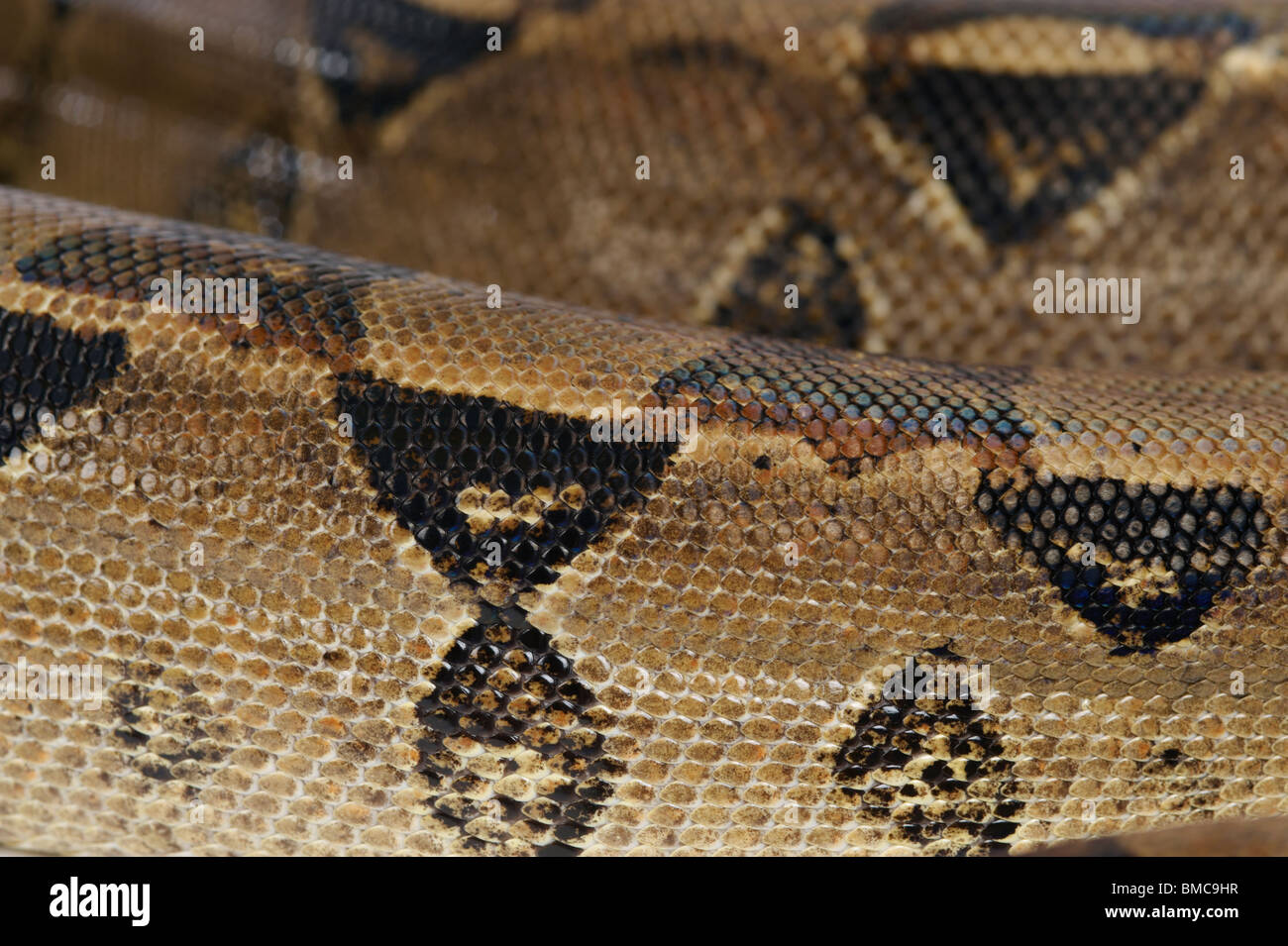 Boa constrictor snake on White Background Stock Photo - Alamy
