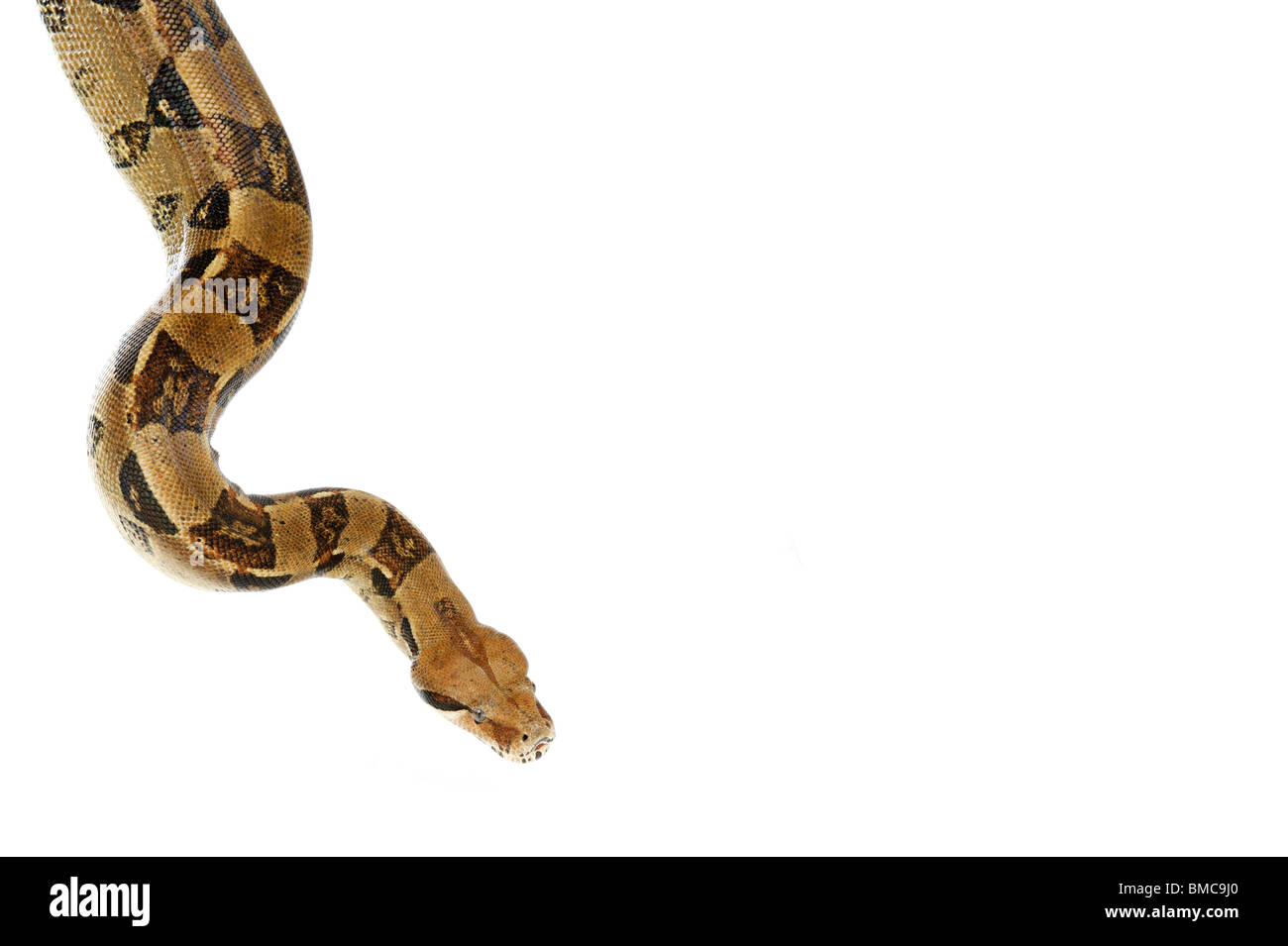Boa constrictor snake on White Background Stock Photo - Alamy