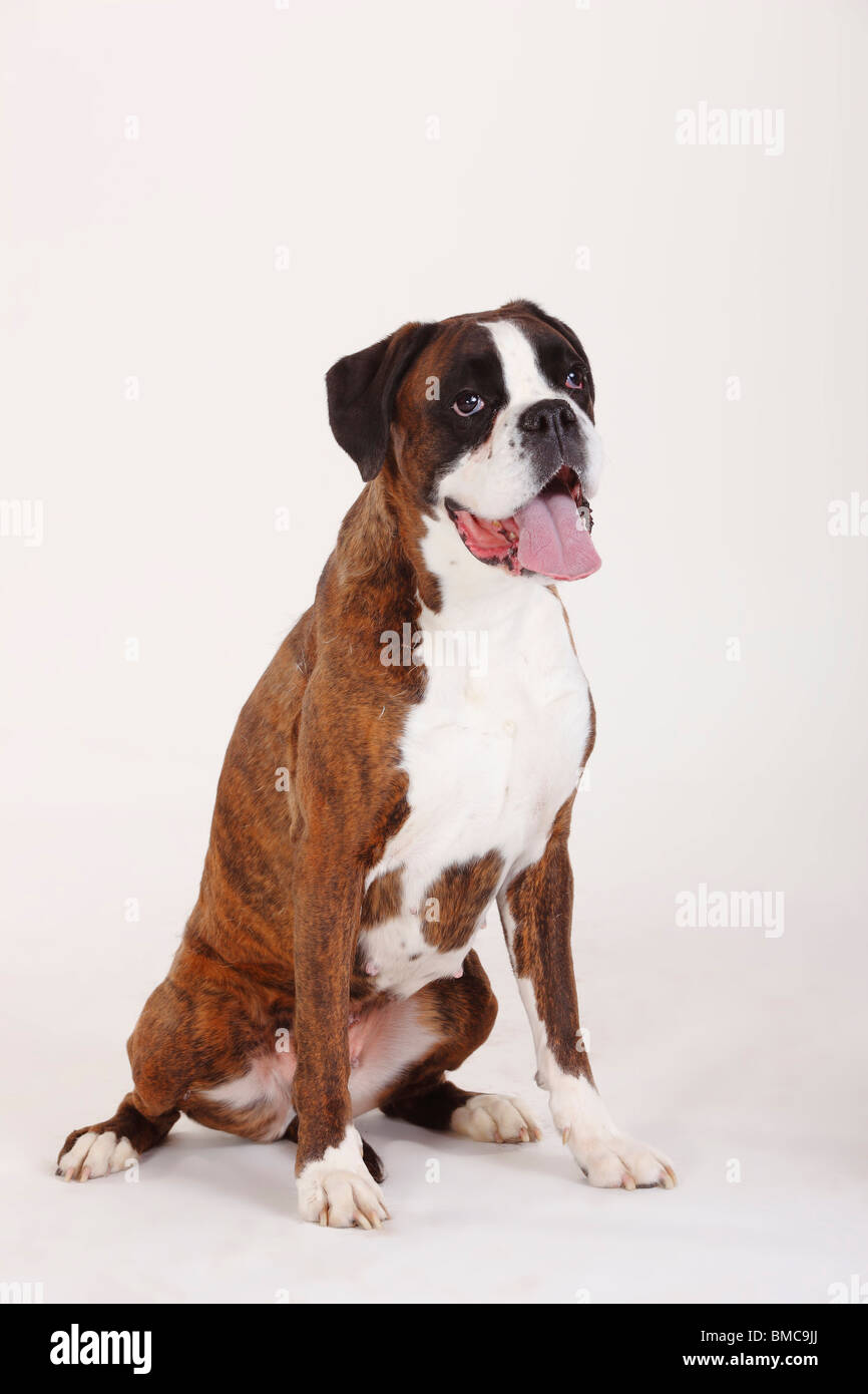 German Boxer / bitch Stock Photo - Alamy