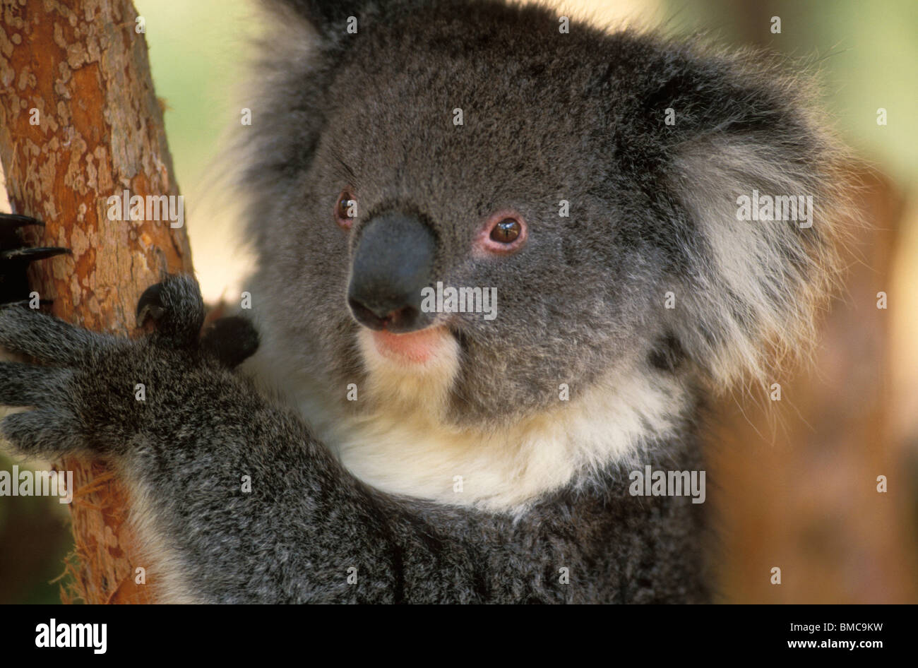 Koala adelaide hi-res stock photography and images - Alamy