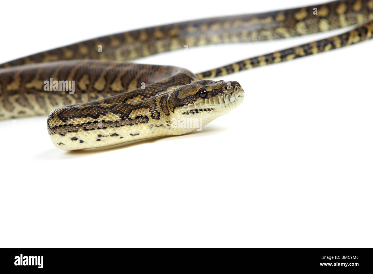 Morelia spilota variegata; Carpet Snake on White Background Stock Photo ...