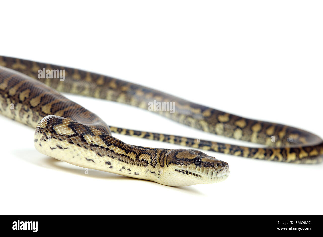 Morelia spilota variegata; Carpet Snake on White Background Stock Photo ...