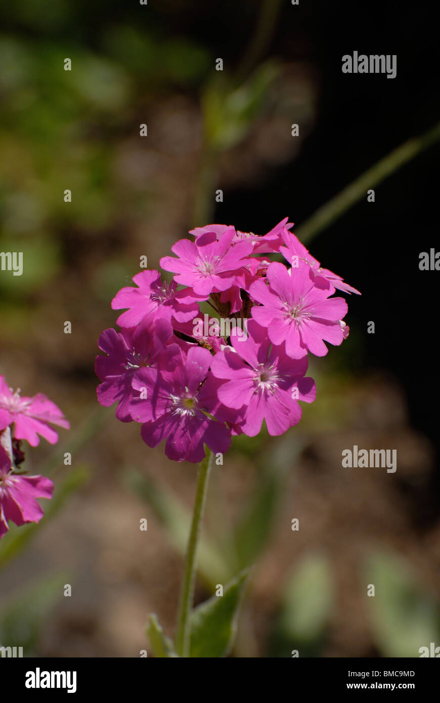 Pink Lychnis flower Stock Photo - Alamy