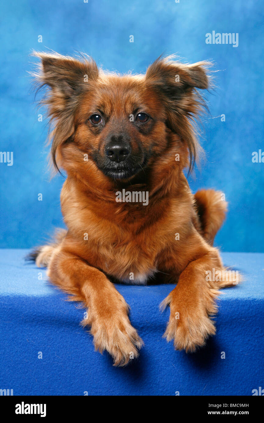 Mischling / dog Stock Photo - Alamy