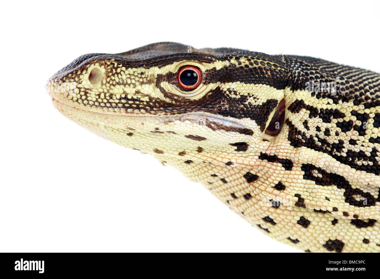 Argus monitor lizard hi-res stock photography and images - Alamy
