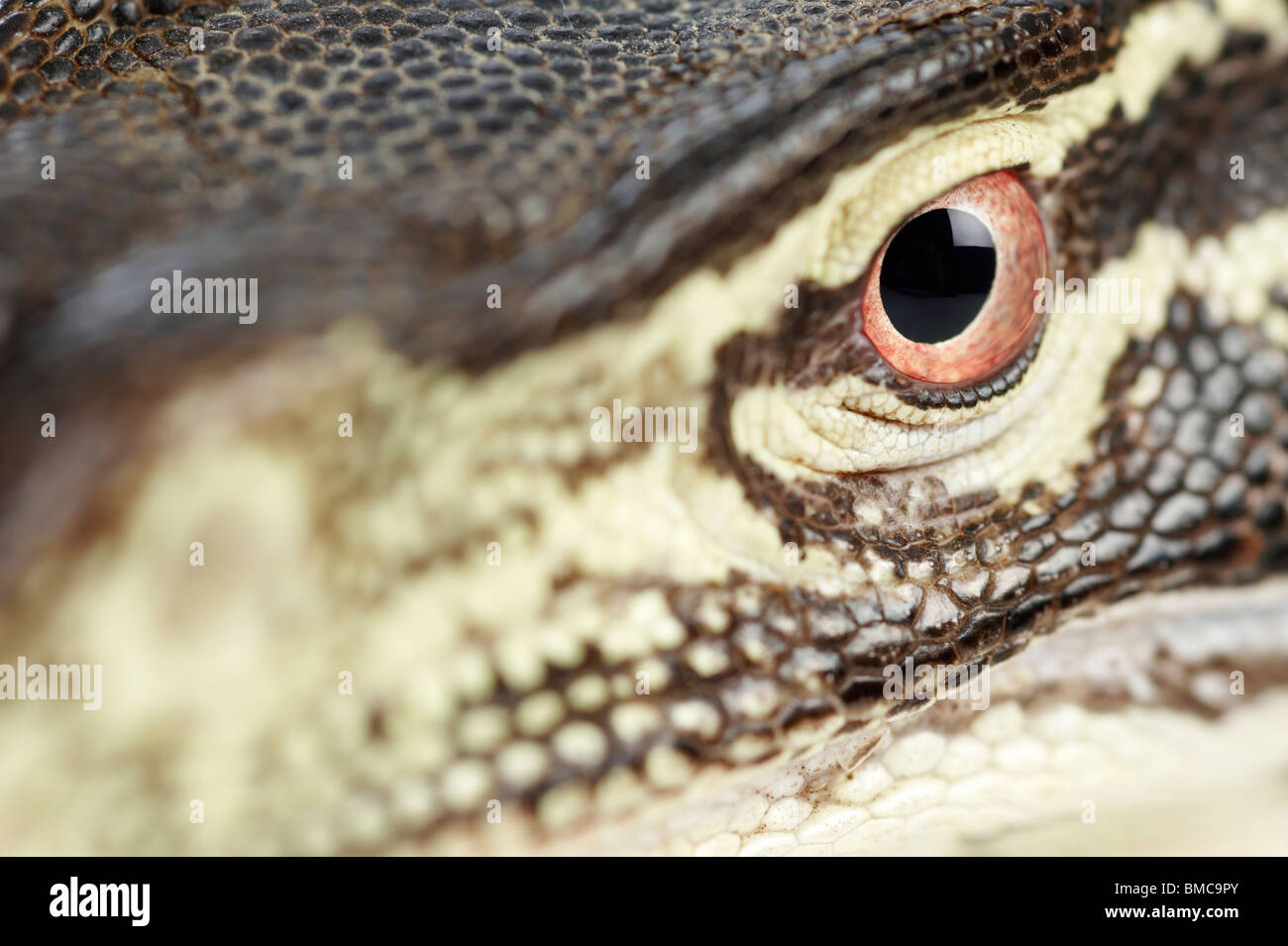 Argus monitor - seryadam