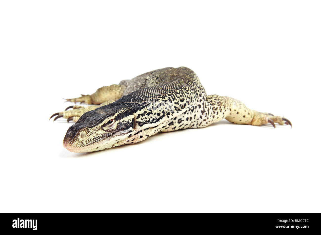 Lazy lizard Cut Out Stock Images & Pictures - Alamy