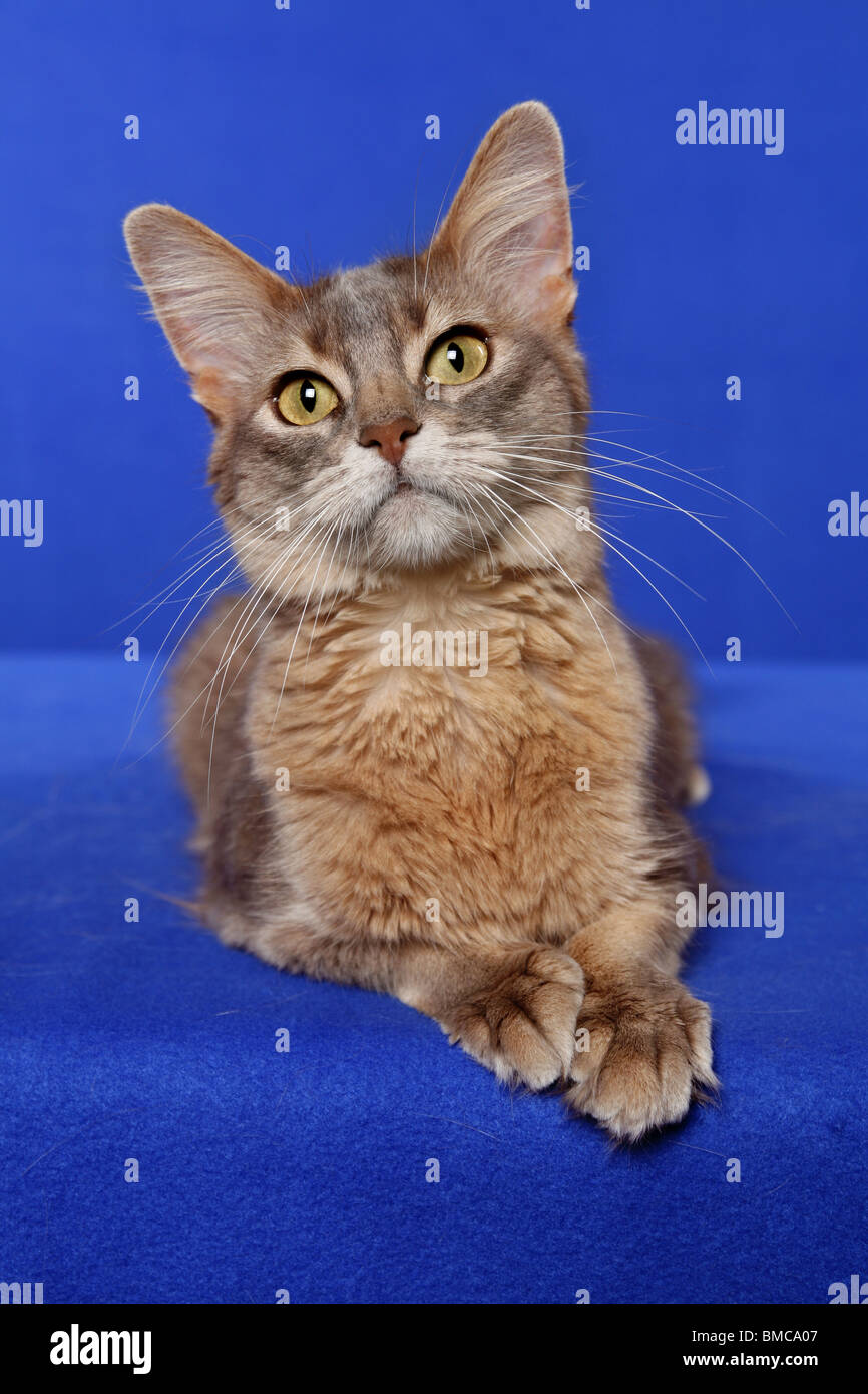 blaue Somali / blue Somali Stock Photo - Alamy