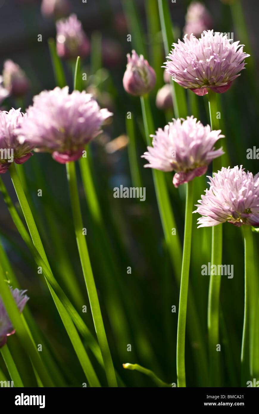 Pt wop hi-res stock photography and images - Alamy