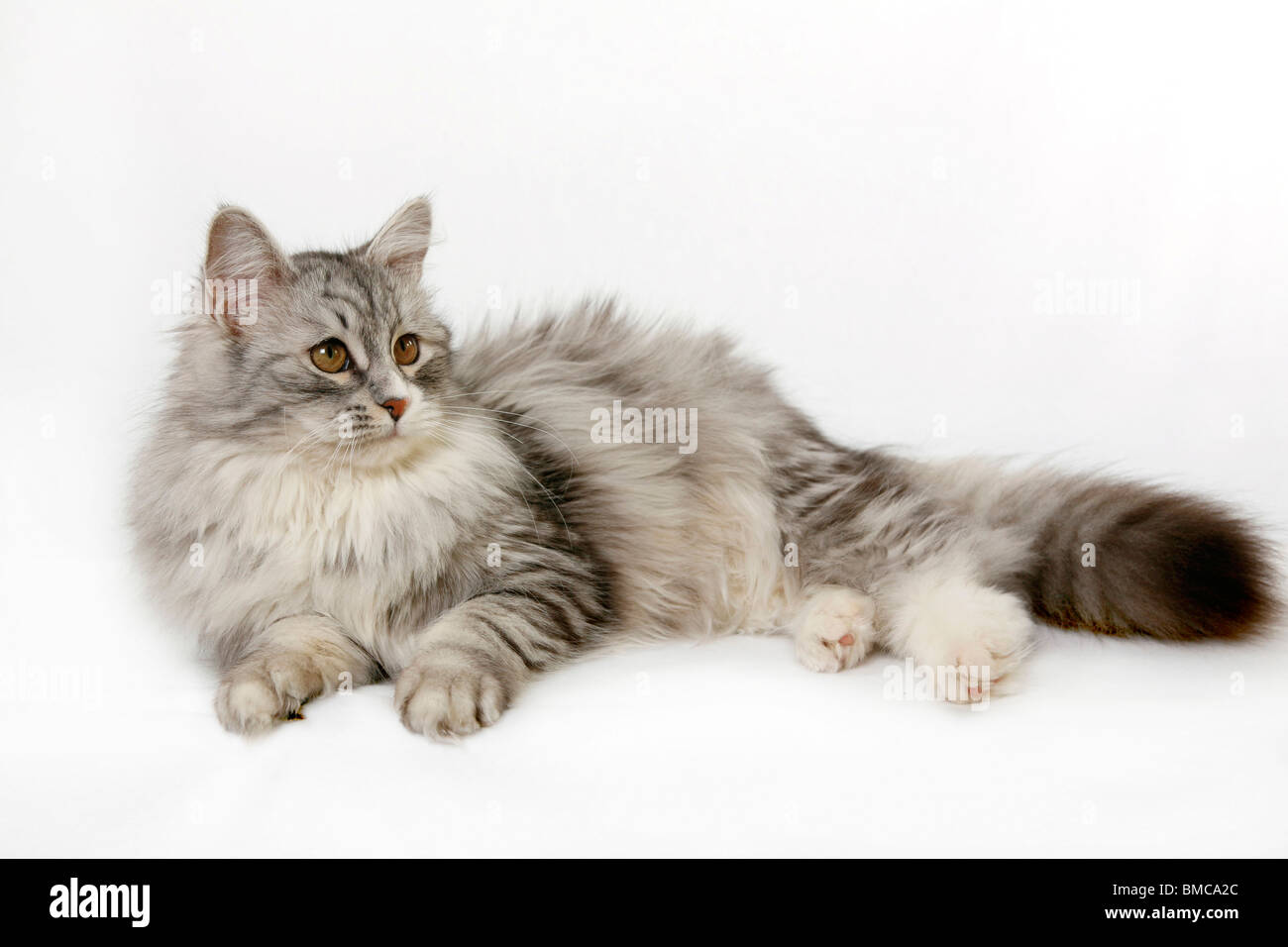 liegende Sibirische Katze / lying Siberian Cat Stock Photo - Alamy