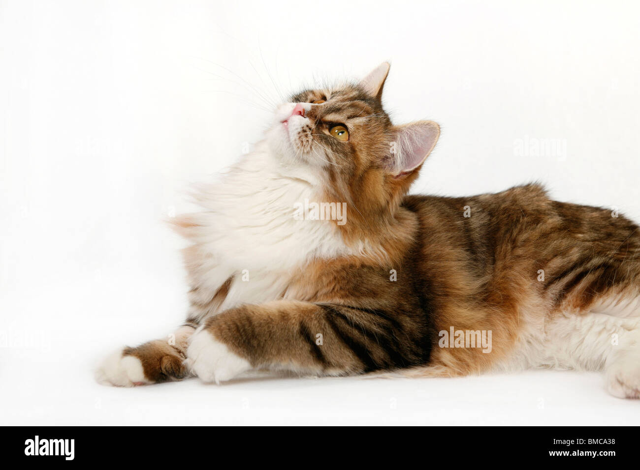 liegende Sibirische Katze / lying Siberian Cat Stock Photo - Alamy