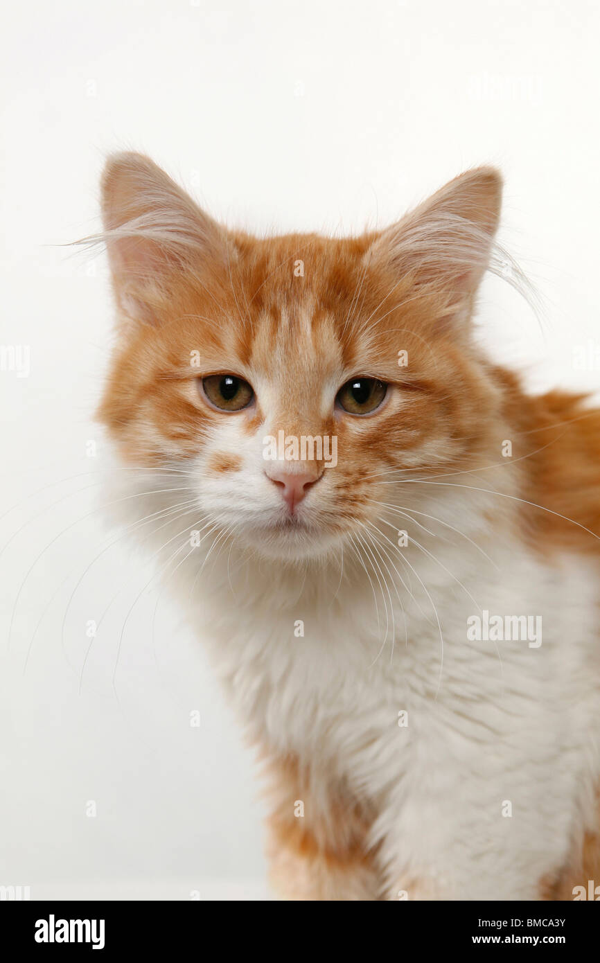 Sibirische Katze Portrait / Siberian Cat Portrait Stock Photo - Alamy