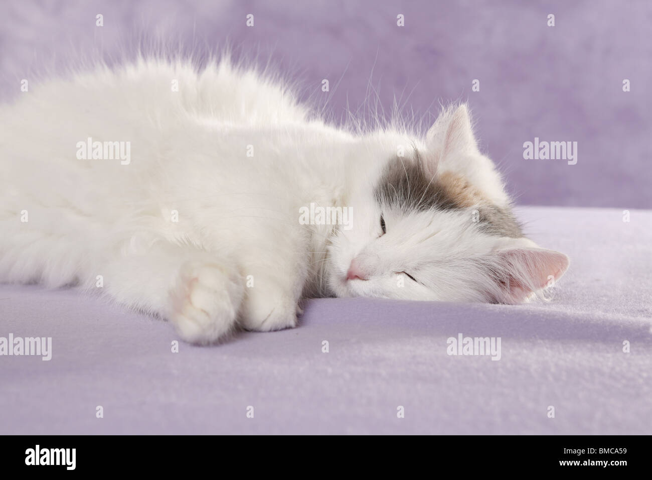 Vankatze hi-res stock photography and images - Alamy