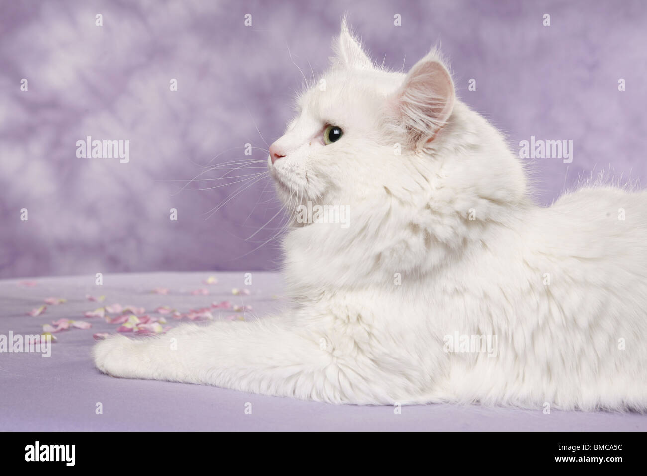Vankatze hi-res stock photography and images - Alamy