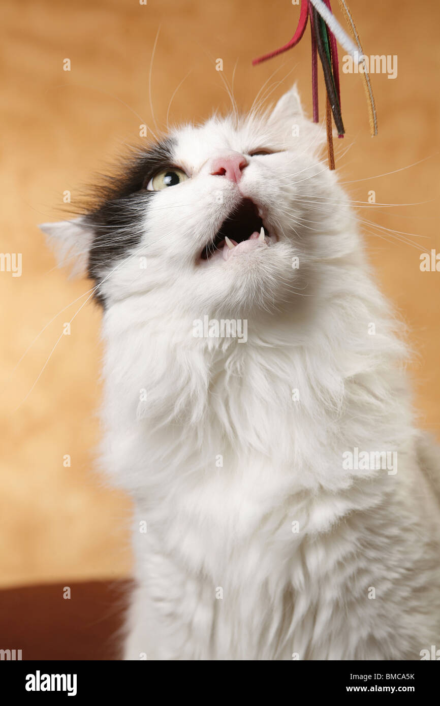 Vankatze hi-res stock photography and images - Alamy