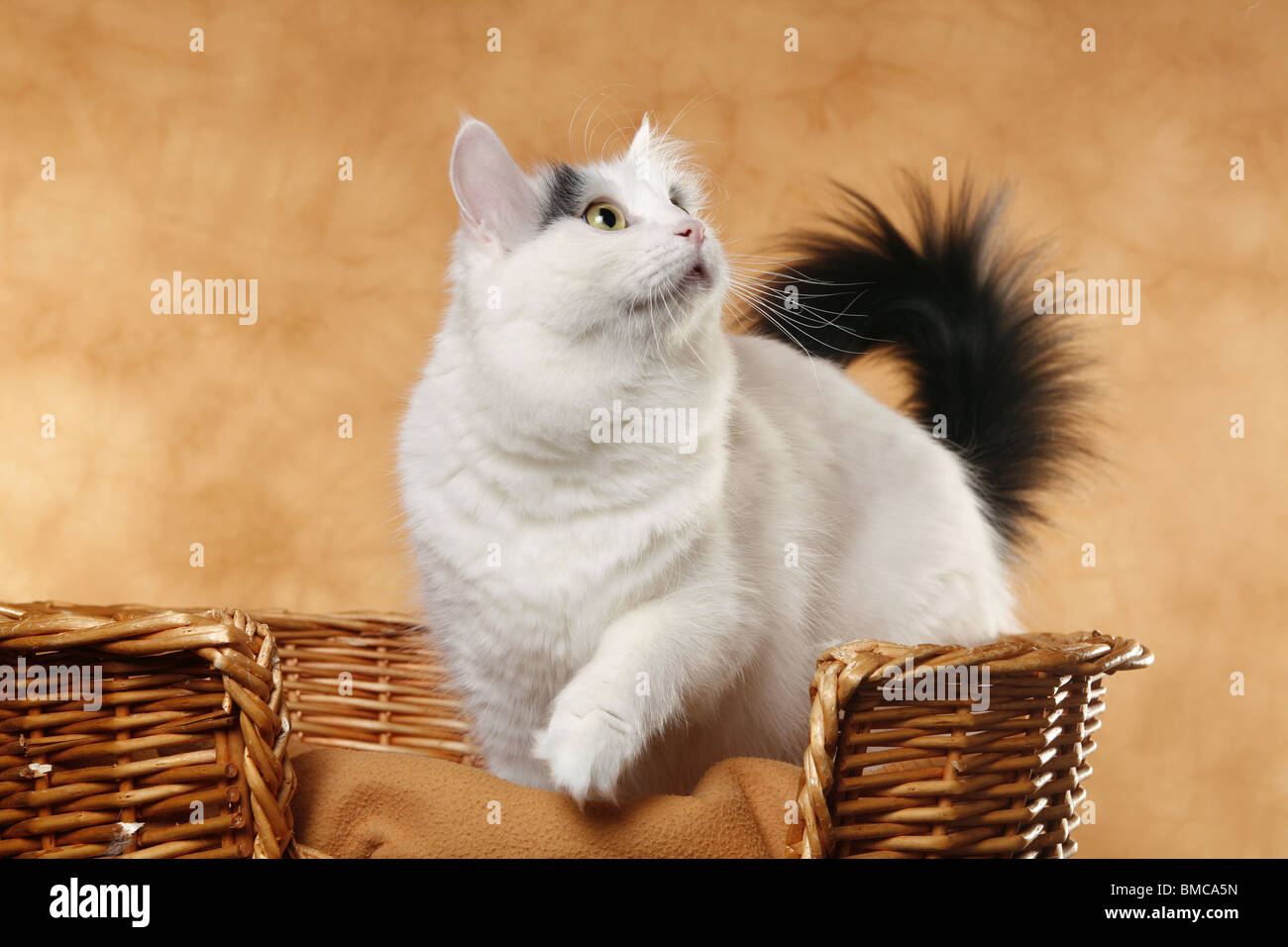 Vankatze hi-res stock photography and images - Alamy