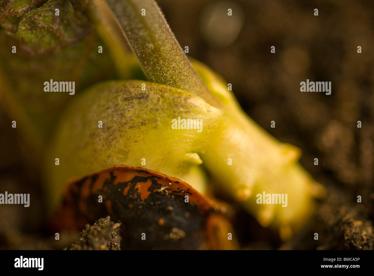 Sprouting bean hi-res stock photography and images - Alamy