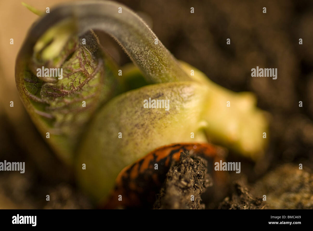 Sprouting bean hi-res stock photography and images - Alamy