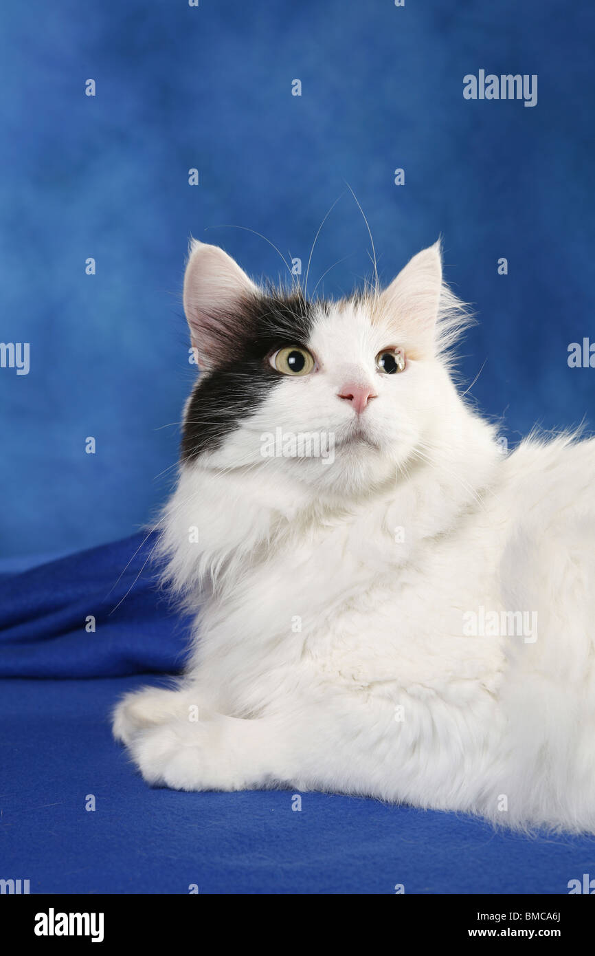 Vankatze hi-res stock photography and images - Alamy