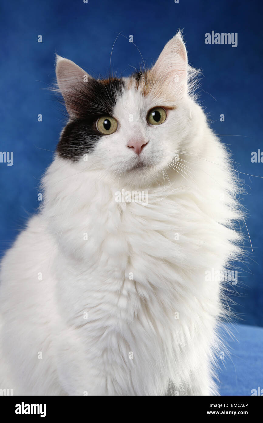 Türkisch Van Portrait Stock Photo - Alamy