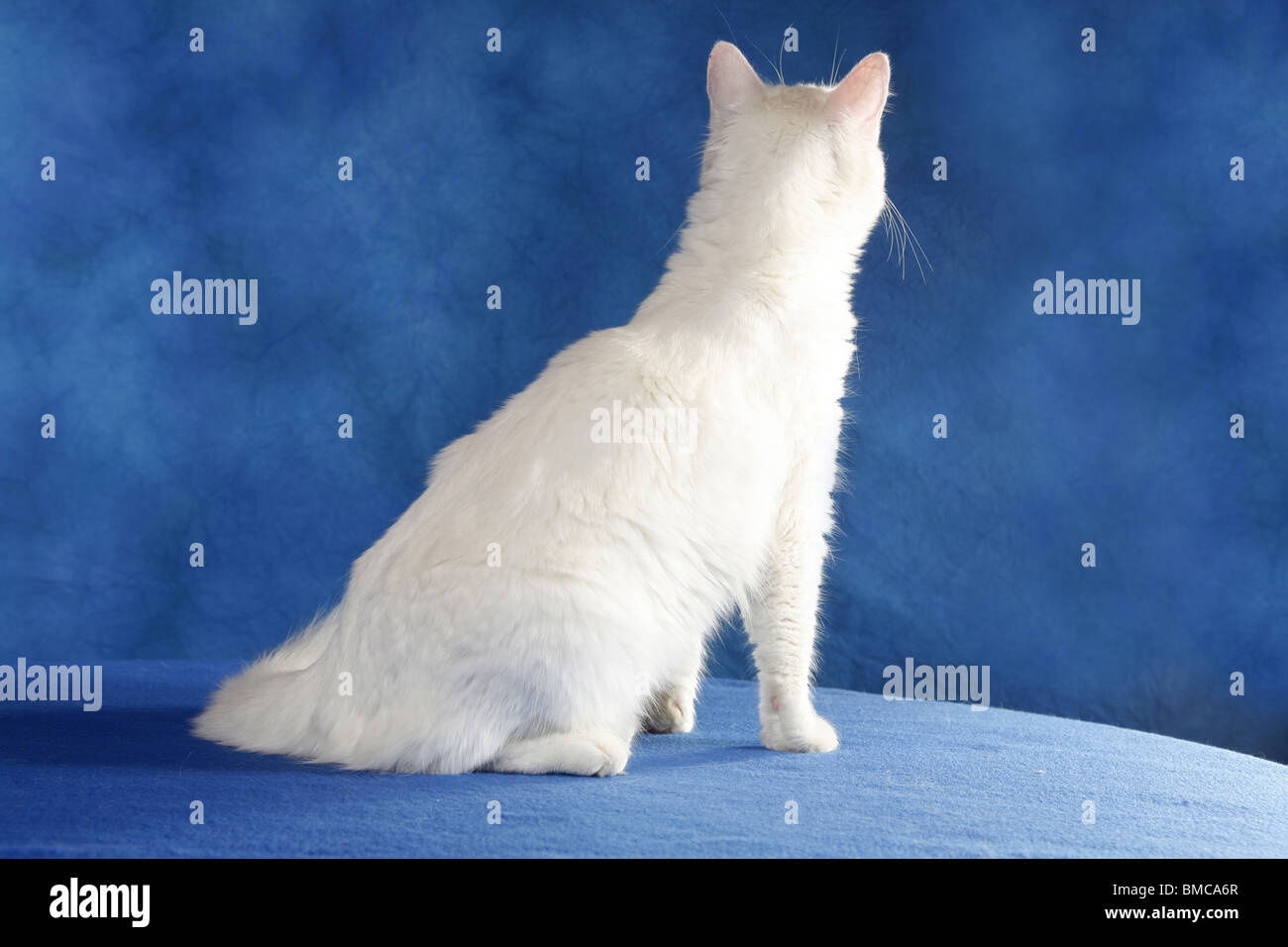 Vankatze hi-res stock photography and images - Alamy