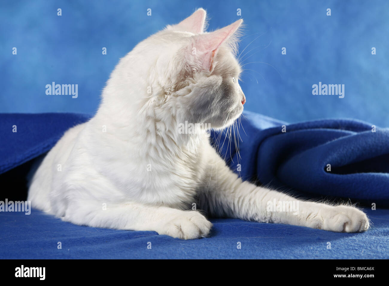 Vankatze hi-res stock photography and images - Alamy